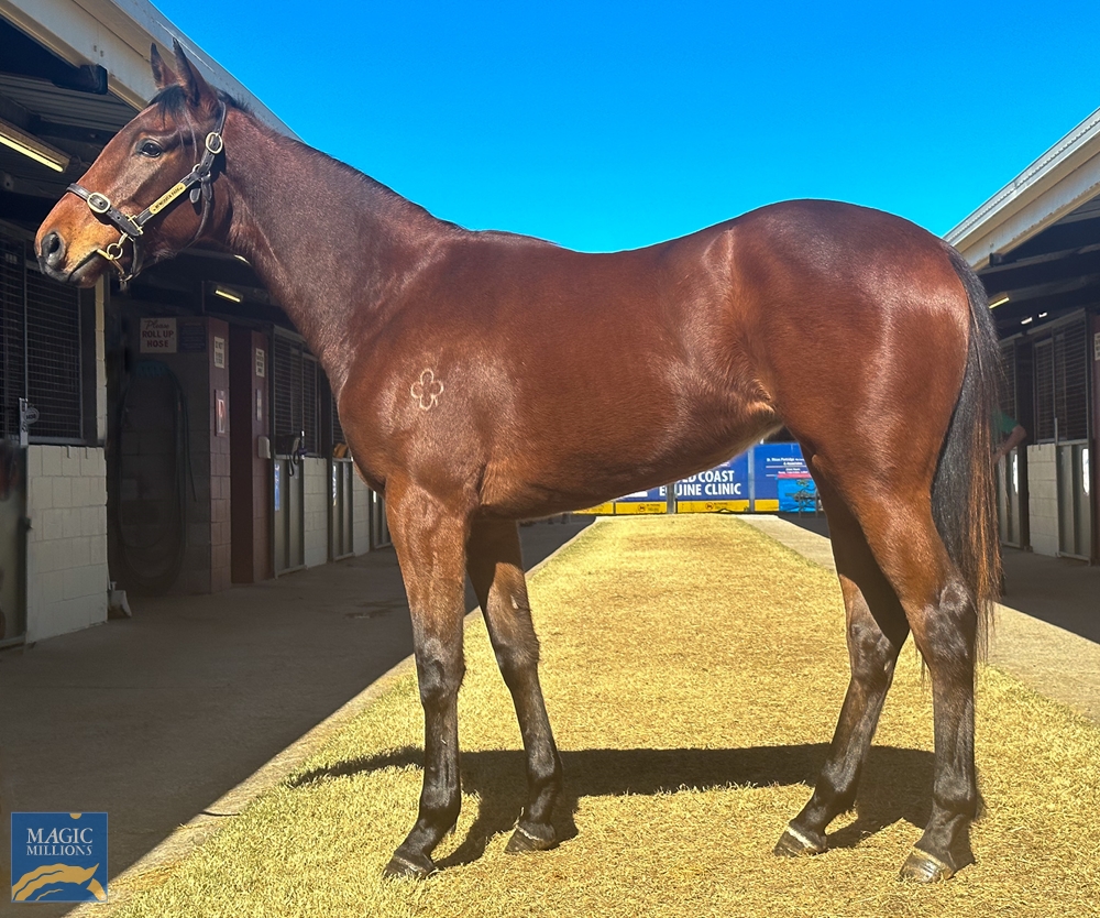 2023 Gold Coast National Yearling Sale - Magic Millions Online Catalogue